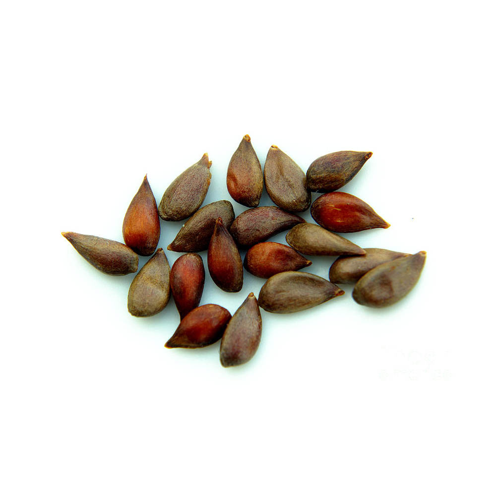 Apple Seeds - Unique Agri Genetics