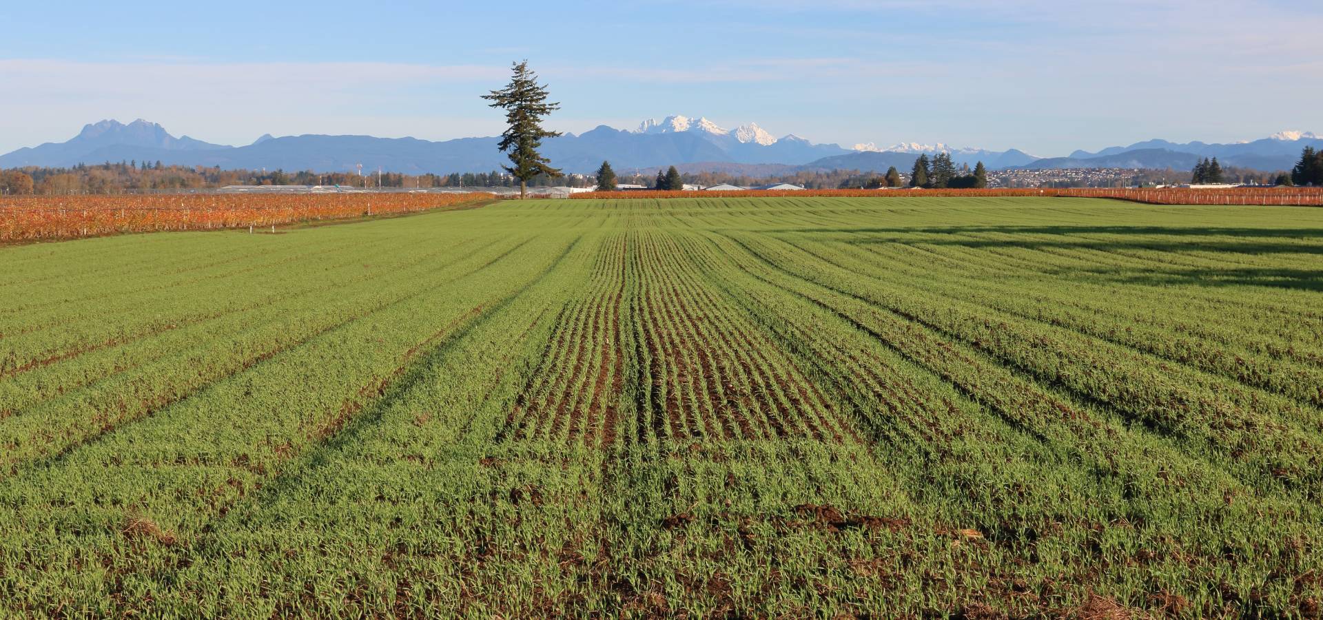 Home - Unique Agri Genetics